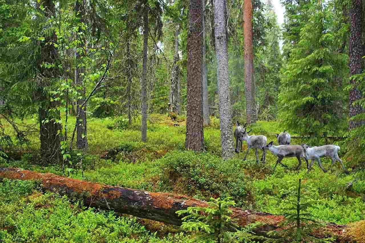 35 Facts About Taiga: Learn All About Its Pines, Spruces, And Arches ...