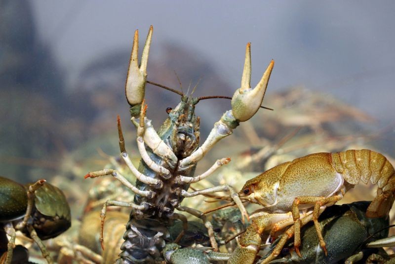 Crawdad Vs Crawfish: Are They The Same Thing? What Is The Difference ...