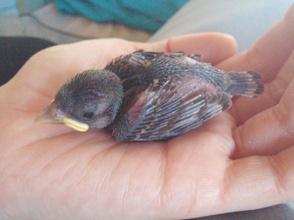 Tiny Baby Bird Fell From The Sky — And Found A New Family