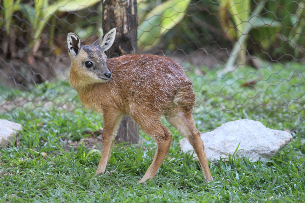 Tiny Antelope Was All Alone, So She Asked This Man For Help
