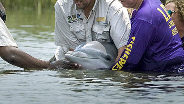 Dolphin Says Goodbye To The People Who Saved His Life