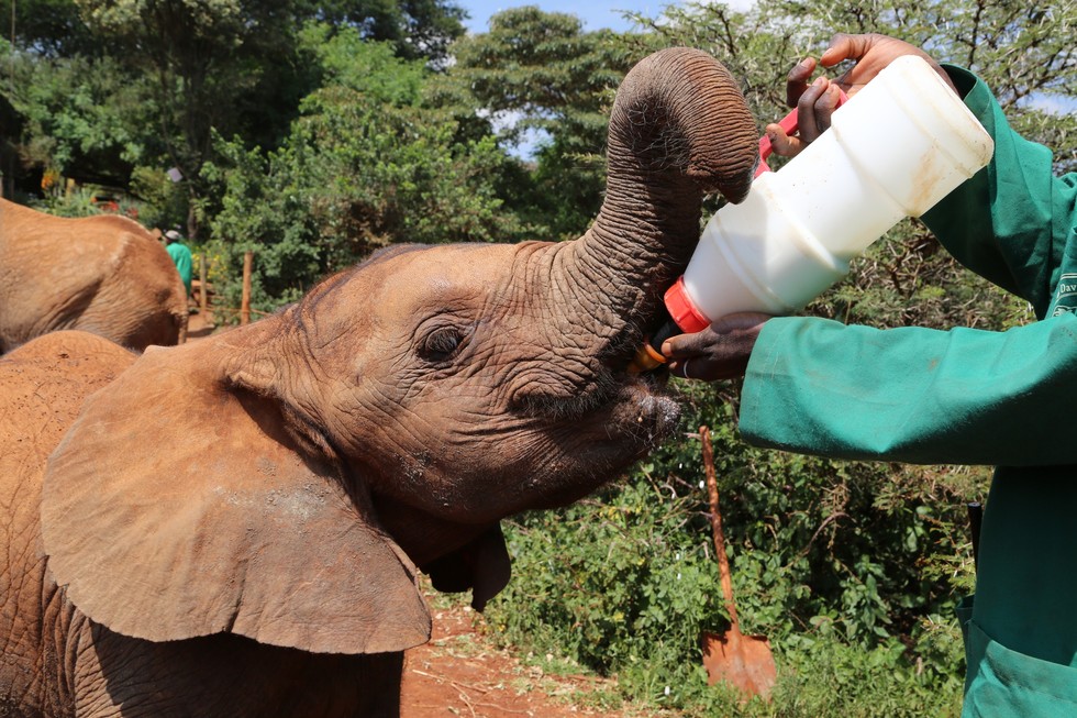 Baby Elephant Is Being Raised By People Because Poachers Killed Her Mom