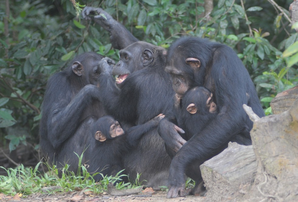 Mother Chimp Abandoned On Island Hugs Her New Baby