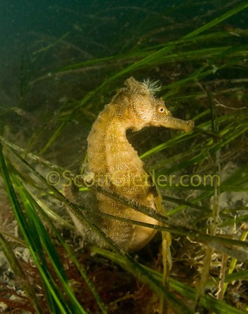 Camera Shy Pregnant Male Seahorse Photographed Giving Birth - Seeker
