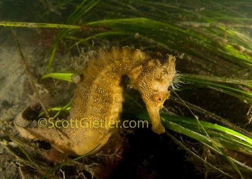 Camera Shy Pregnant Male Seahorse Photographed Giving Birth - Seeker