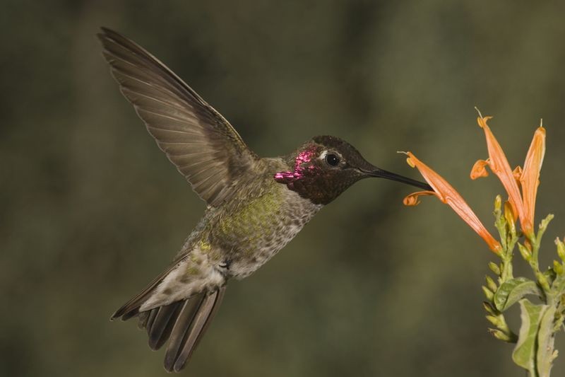 Birds Loving Honeysuckle Invaders - Seeker