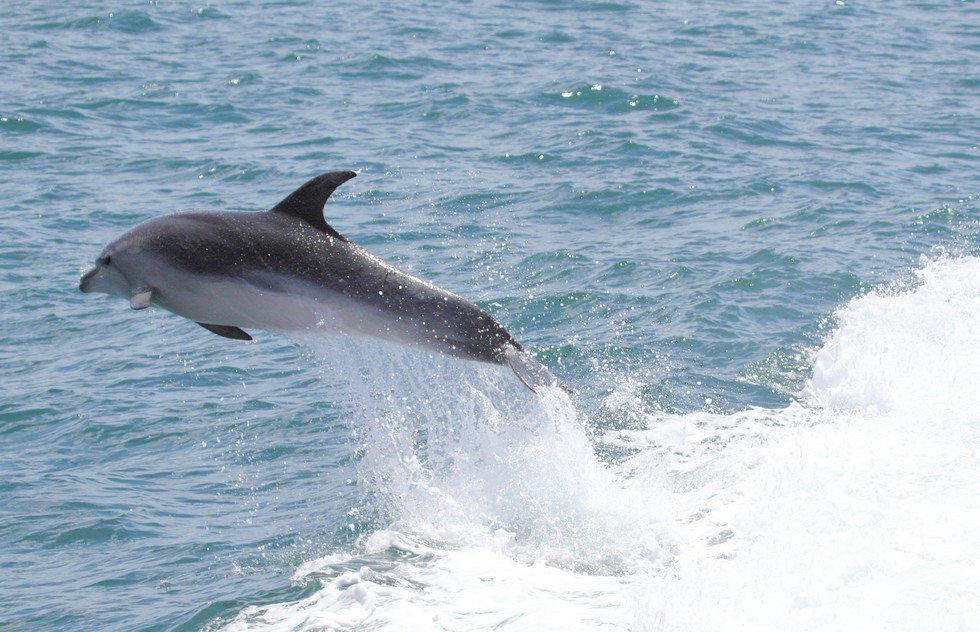 What Really Happens When They 'Save' Dolphins