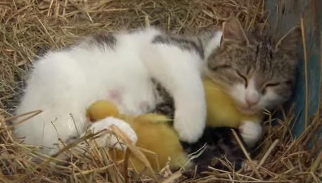 New Google Ad Reminds Us Animals Are The Best Friends To Everyone