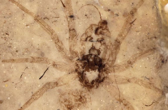 Biggest Spider Fossil Now Has Mate — But It's Complicated - Seeker Biggest Spider Fossil Now Has Mate — But It's Complicated - Seeker