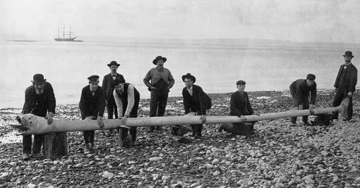 Six Mysterious and Famous Cryptids - Seeker