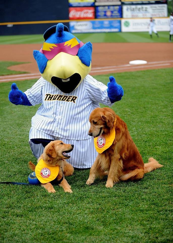 Bat Dogs Are The Best Thing In Baseball