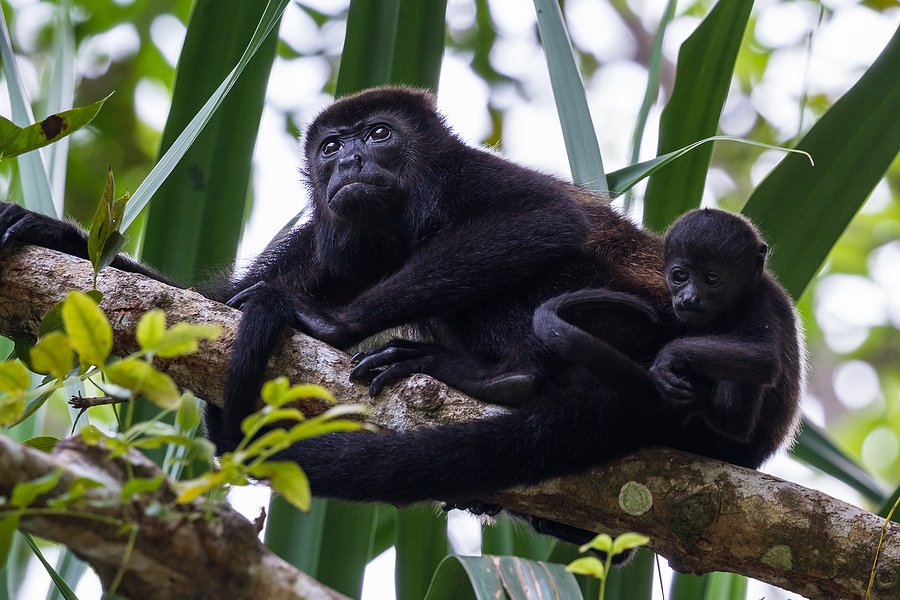 Extreme heat in Mexico leading to howler monkey deaths - EHN