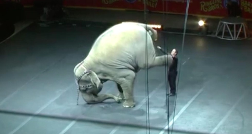 Ringling Elephants Perform Their Last-Ever Circus Show