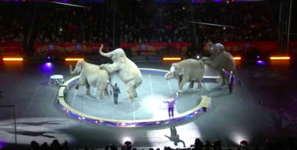 Ringling Elephants Perform Their Last-Ever Circus Show