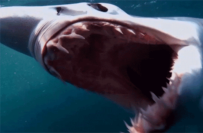 Shark Files: Baited Cameras to Count World Sharks - Seeker