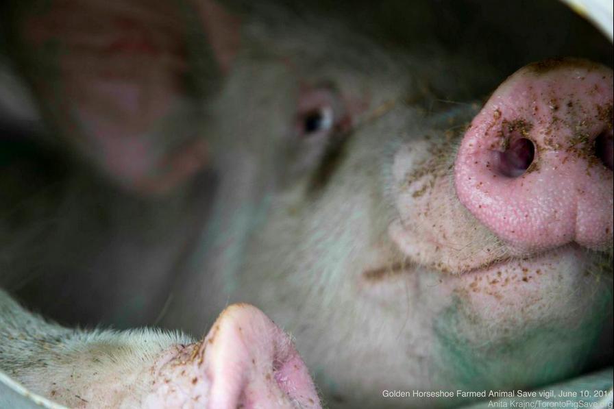 Staring Into The Eyes Of Pigs On Their Way To Slaughter