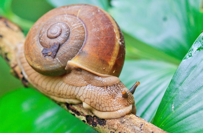 World's Smallest Snail Title Goes to Borneo Mollusk - Seeker