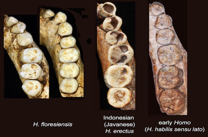 Hobbit Human Teeth Reveal Surprising History - Seeker