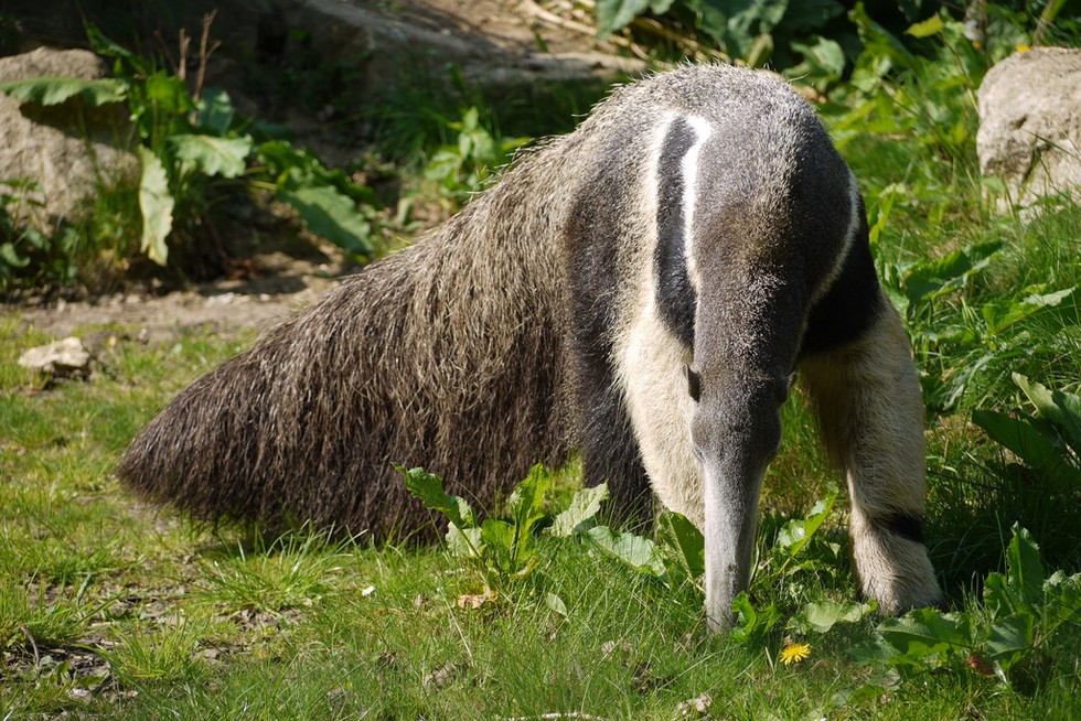 21 Animals Who Know Being Single Is Awesome