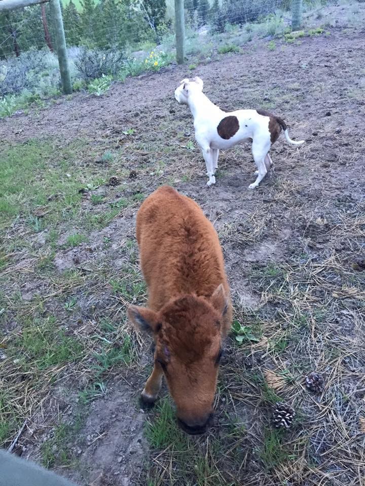 Tiny Bison Becomes Friends With Every Animal She Meets