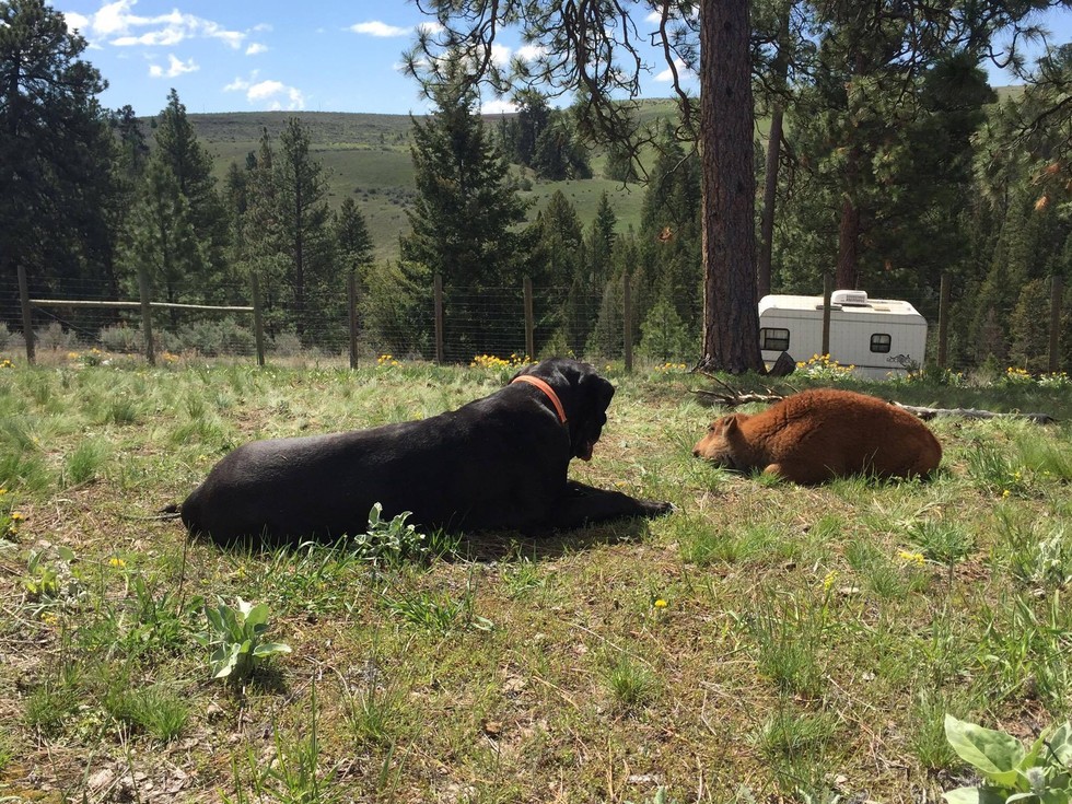 Tiny Bison Becomes Friends With Every Animal She Meets