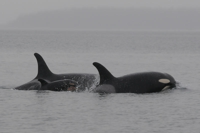 New Baby Orca Birth Gives Hope For Endangered Whales