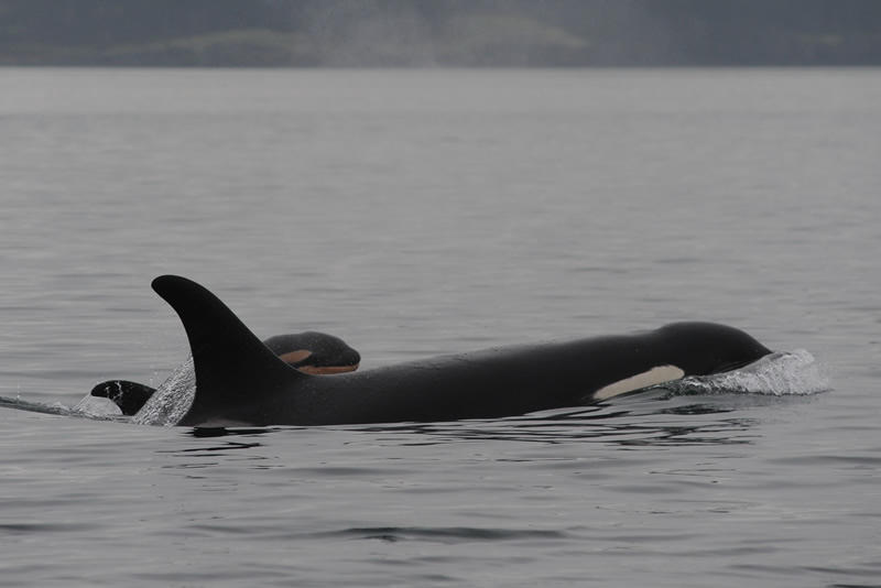 New Baby Orca Birth Gives Hope For Endangered Whales