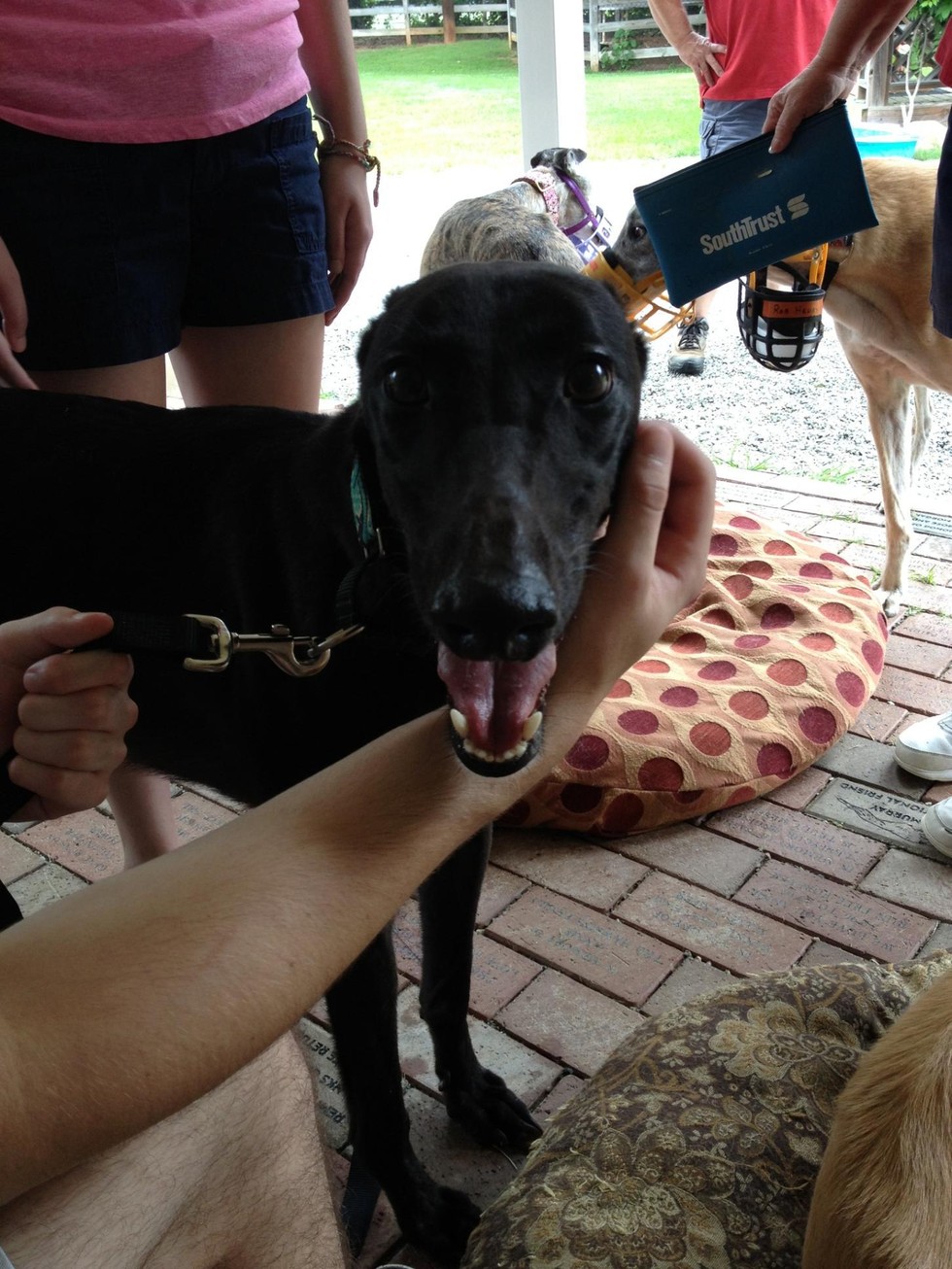 Retired Greyhounds Deserve Your Love. Here's Why.