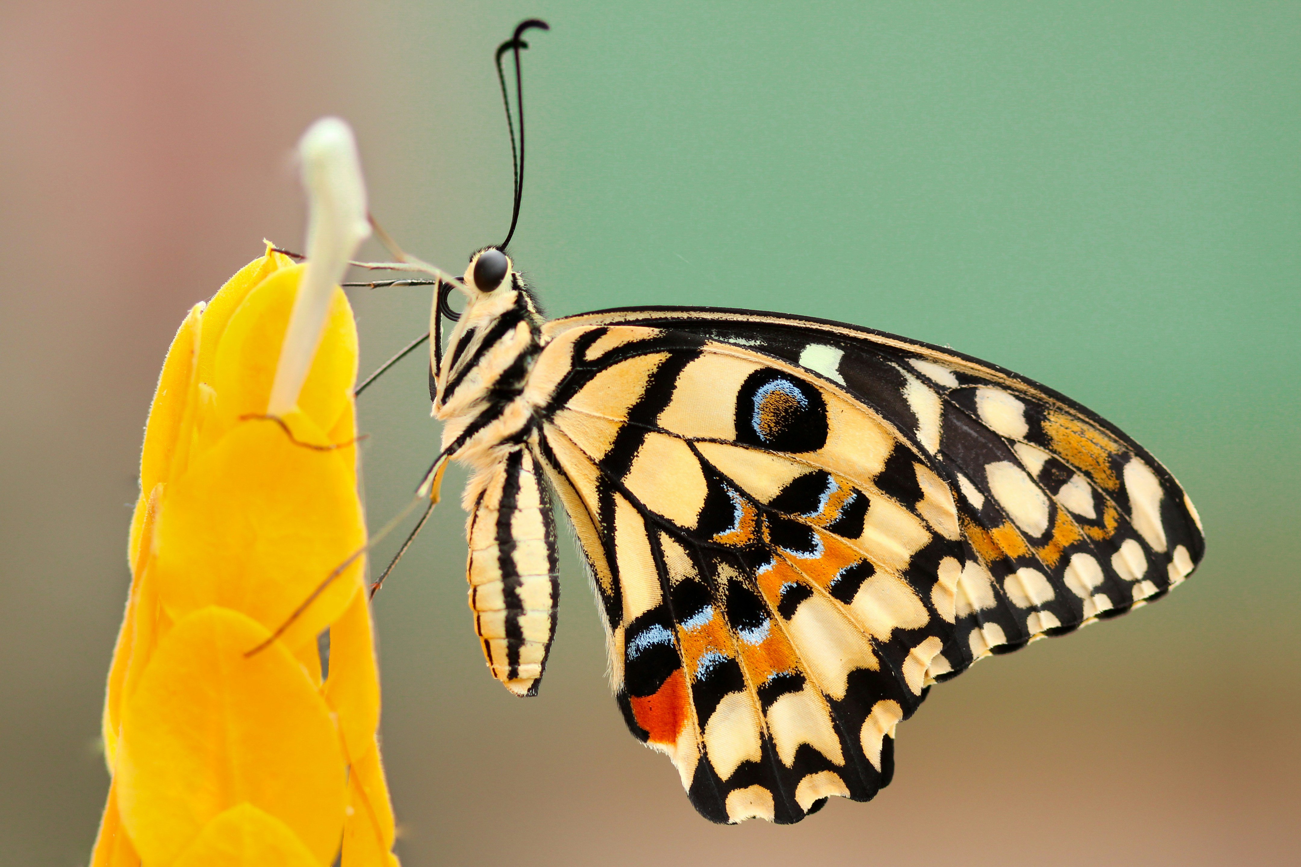 UK nature chief warns butterfly decline signals ecosystem collapse - EHN