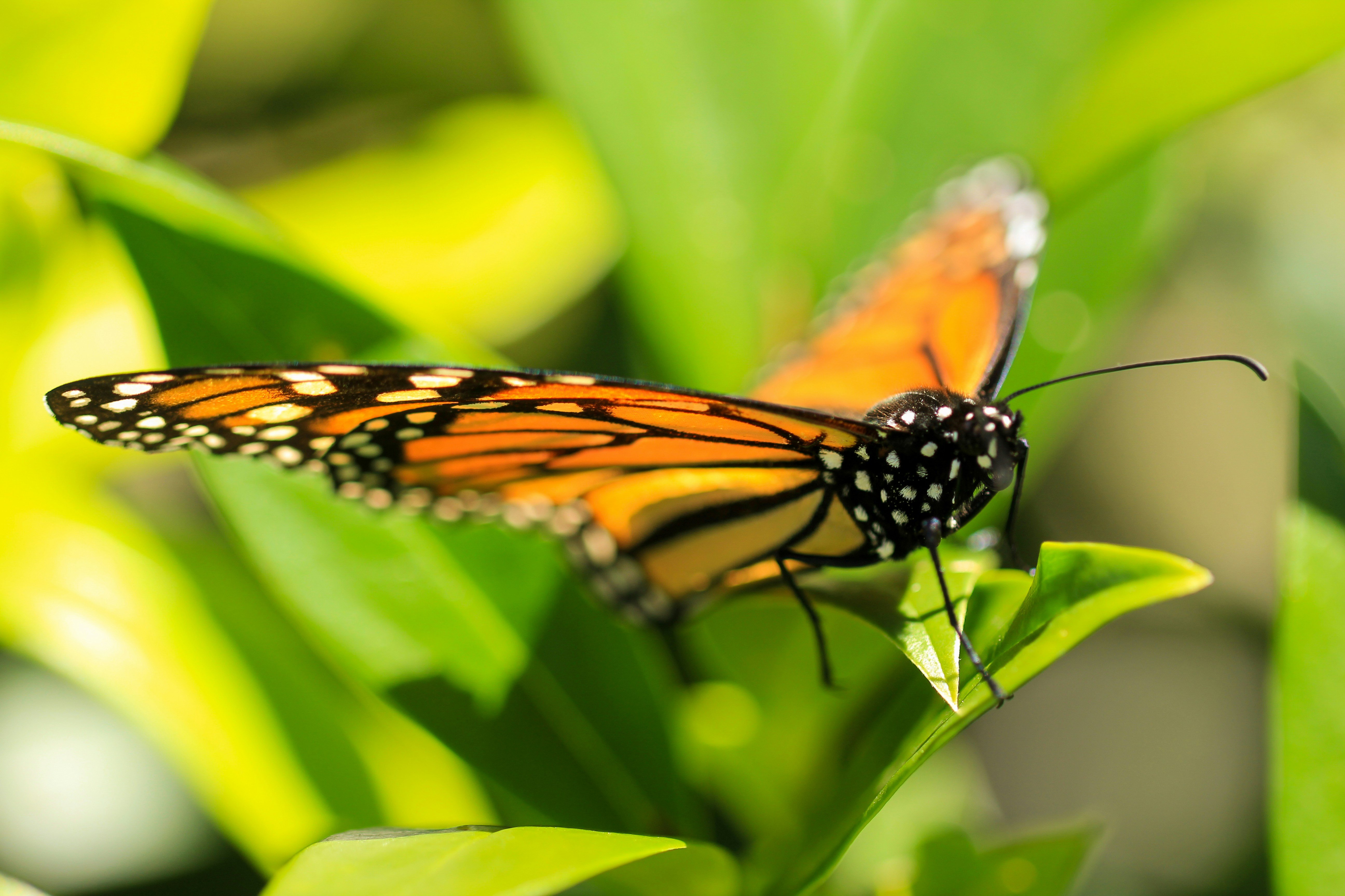 Ultra-runners retrace monarch butterflies’ endangered migration route - EHN