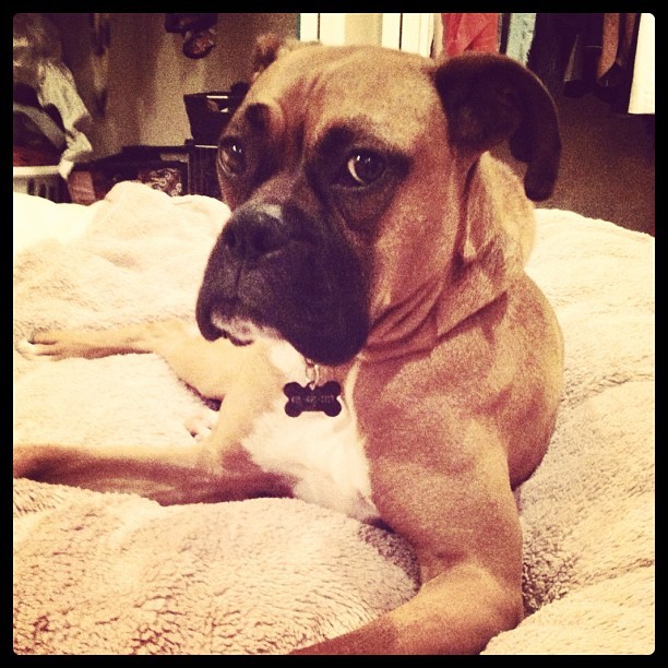 The Top 49 Cutest Dog Poll Finalists...VOTE! - 7x7 Bay Area