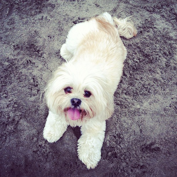 The Top 49 Cutest Dog Poll Finalists...VOTE! - 7x7 Bay Area