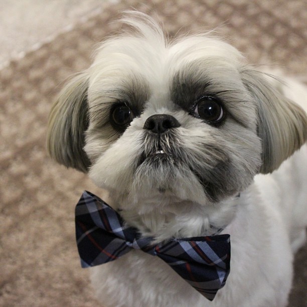 The Top 49 Cutest Dog Poll Finalists...VOTE! - 7x7 Bay Area