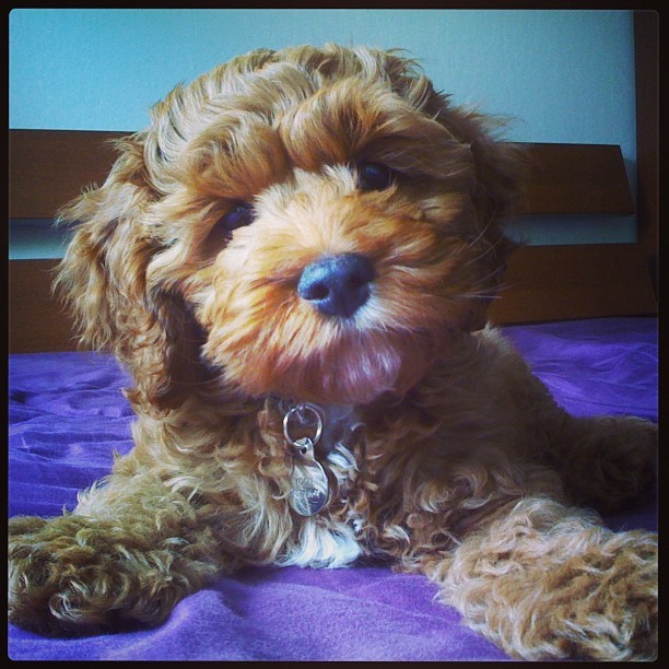 The Top 49 Cutest Dog Poll Finalists...VOTE! - 7x7 Bay Area