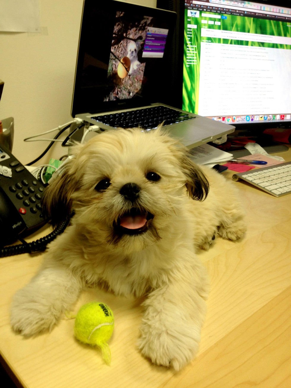 The Top 49 Cutest Dog Poll Finalists...VOTE! - 7x7 Bay Area