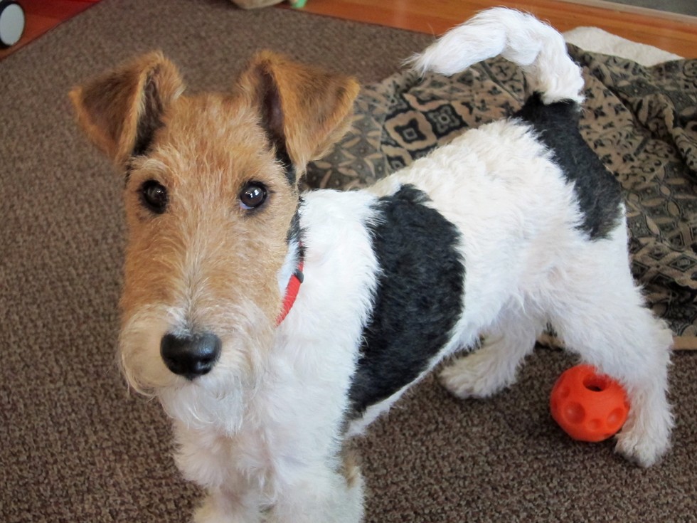 The Top 49 Cutest Dog Poll Finalists...VOTE! - 7x7 Bay Area