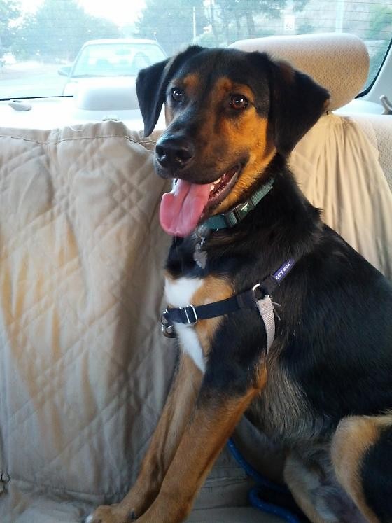 The Top 21 Cutest Dog Poll Finalists...VOTE! - 7x7 Bay Area