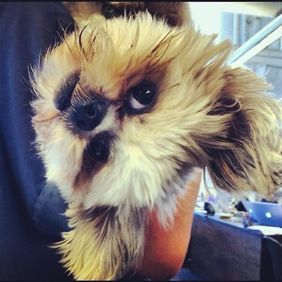 The Top 7 Cutest Dog Poll Finalists...VOTE! - 7x7 Bay Area