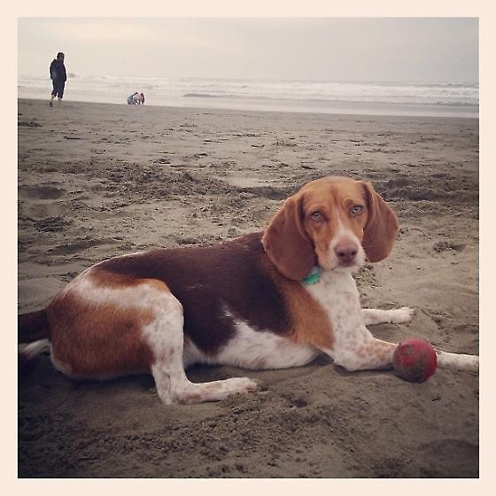 The Top 7 Cutest Dog Poll Finalists...VOTE! - 7x7 Bay Area