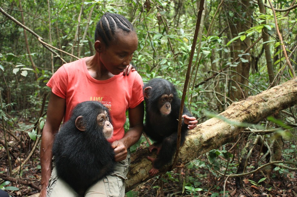This Woman Has Been A Mom To Over 50 Orphaned Chimps