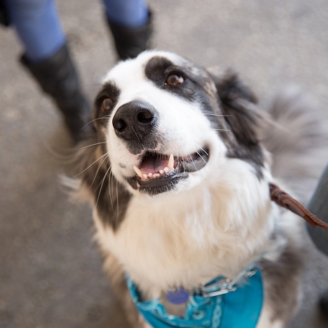 Vote for the Cutest Canine in the 2014 Dog Poll, Top 21 - 7x7 Bay Area