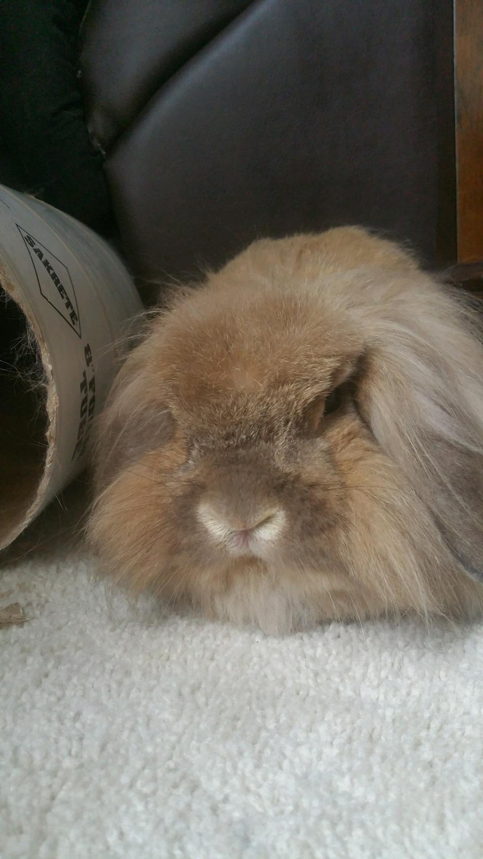 Rabbit Gets Depressed After His Family Returns Him To The Shelter