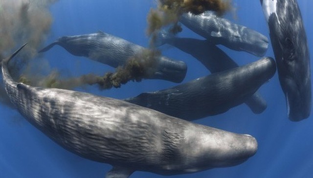 9 Quirky Animals With Very Special Ways Of Pooping