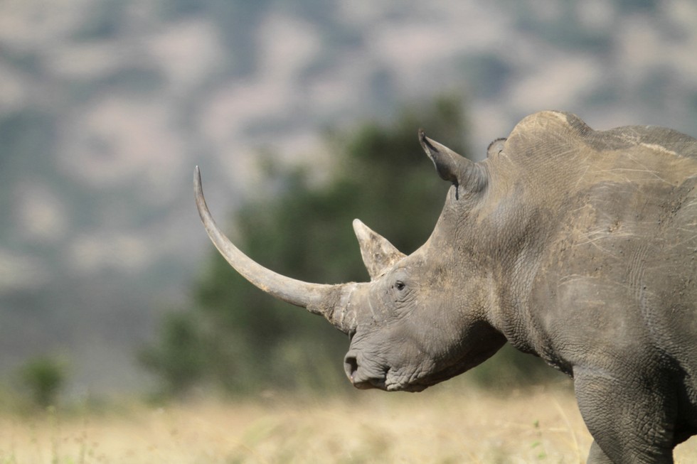 9 Quirky Animals With Very Special Ways Of Pooping