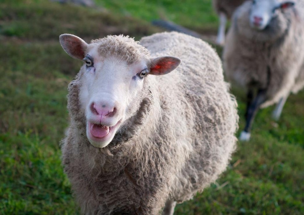 6 Fascinating Sheep Facts In Honor Of The Lunar New Year