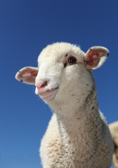 6 Fascinating Sheep Facts In Honor Of The Lunar New Year
