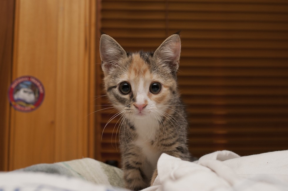 The Most Popular Cat Names In Japan