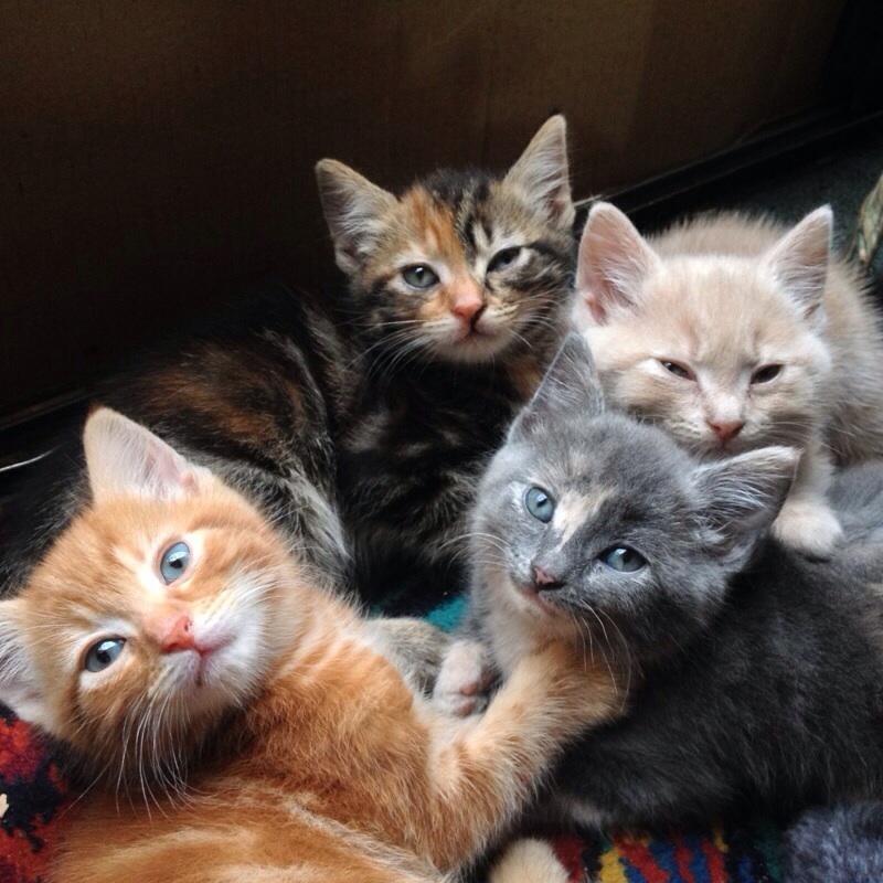 The Most Popular Cat Names In Japan
