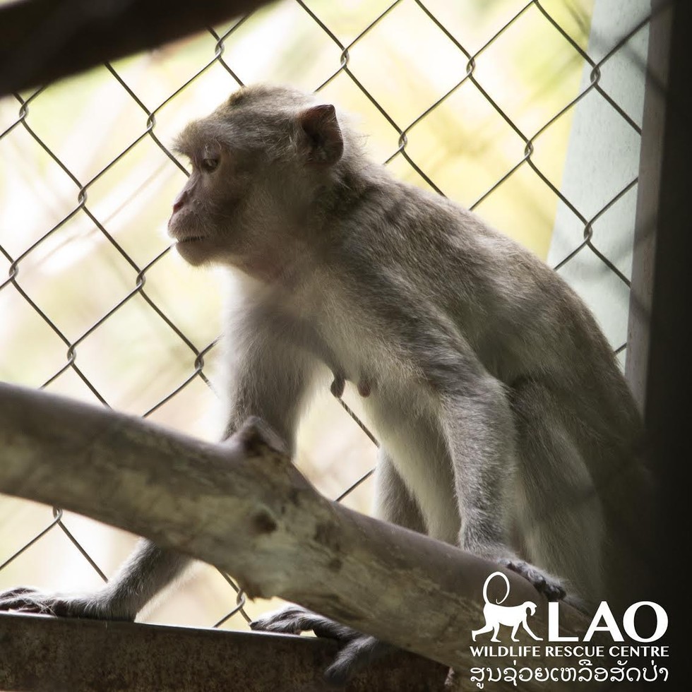 Monkey Waits For Help In A Garbage Bag Because Her Owners Don’t Want Her