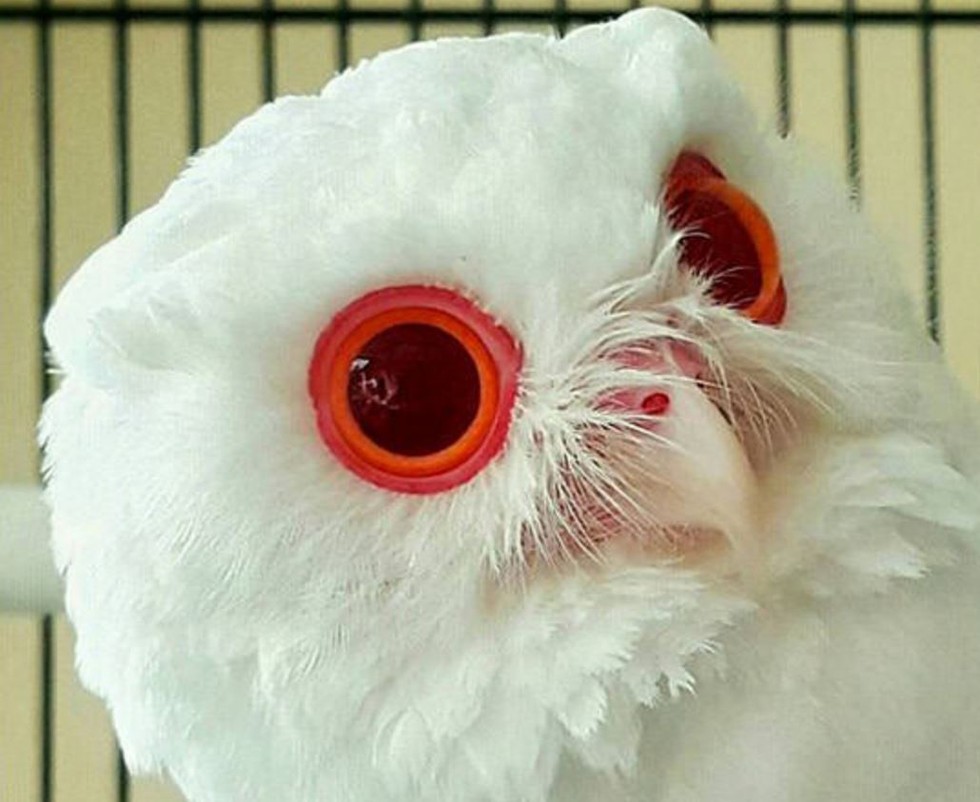 This Red-Eyed Owl Is 100% Real